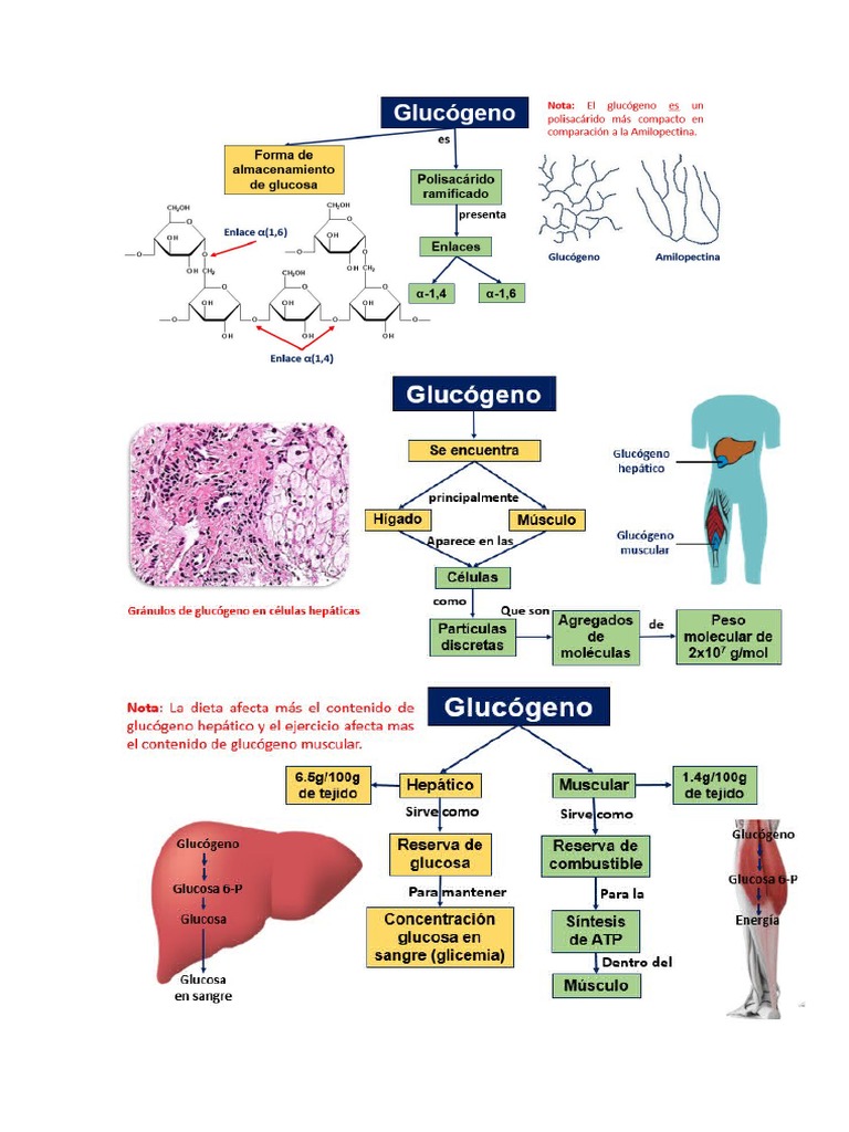 Glucogeno | PDF
