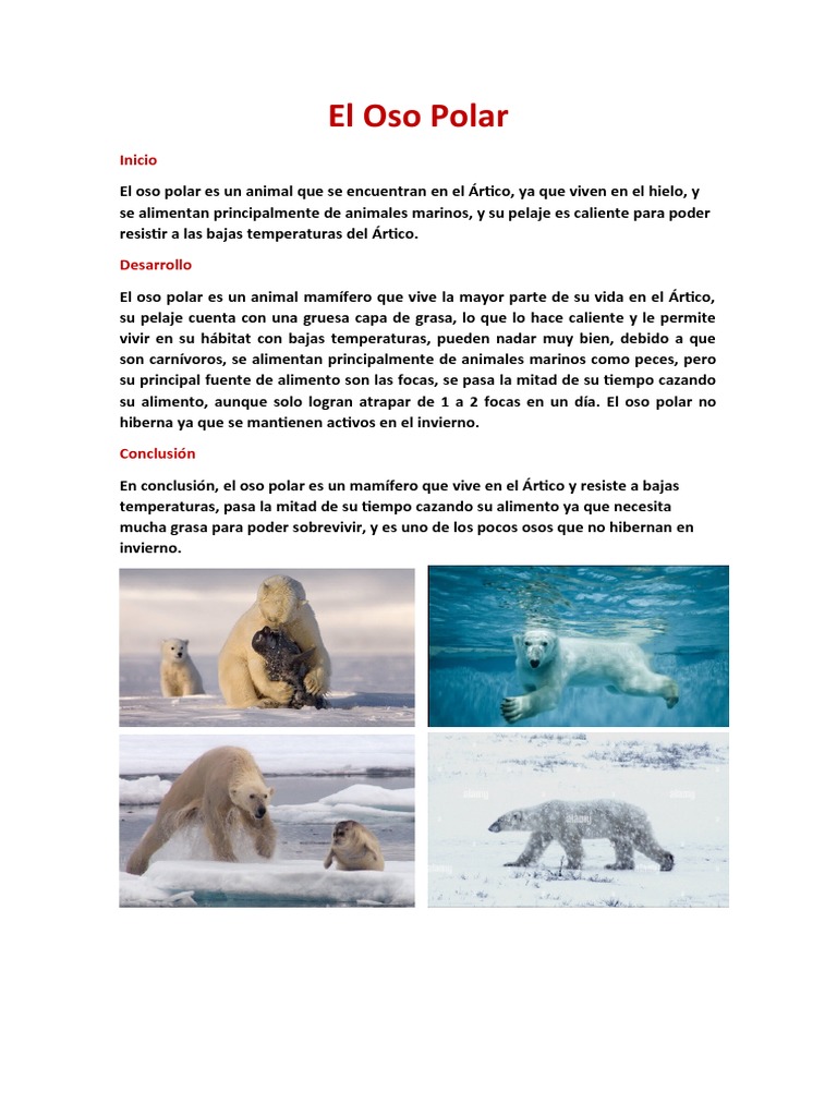 Oso Polar | PDF