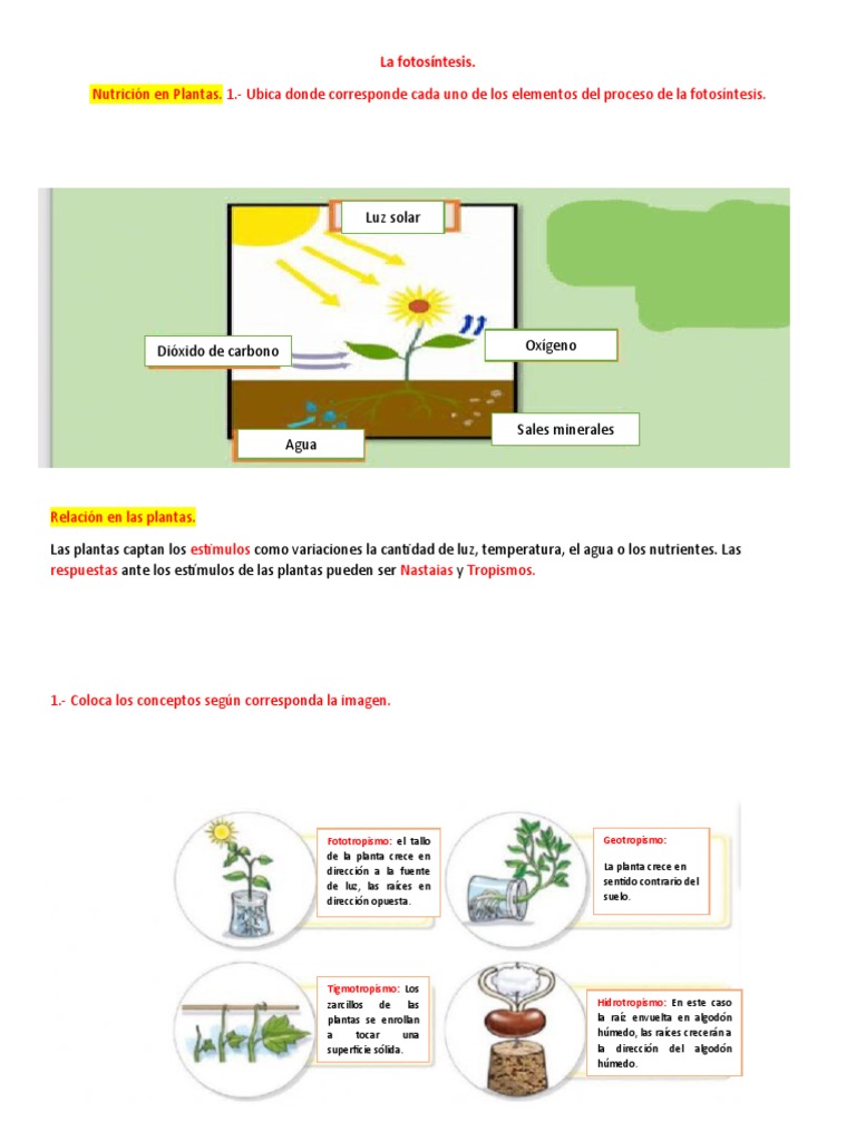 Actividades de Funciones Vitales en Plantas y Animales | PDF | Plantas ...