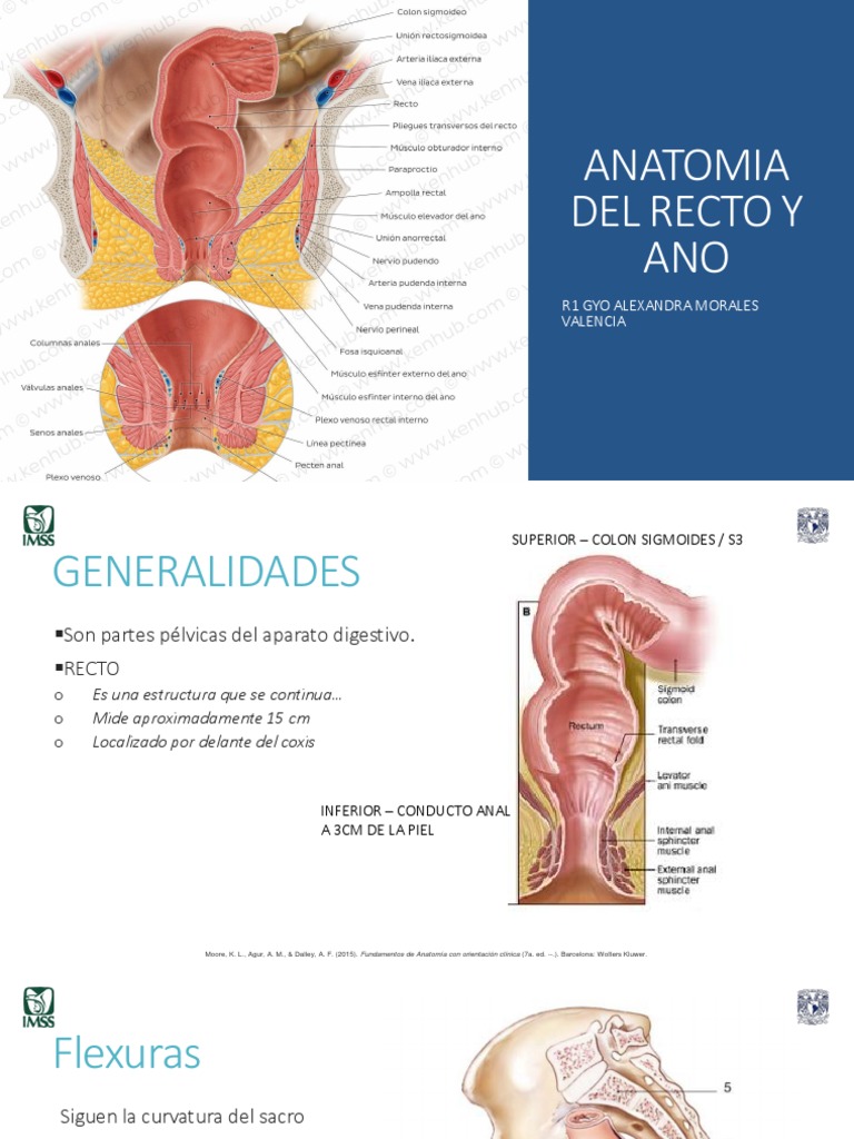 Anatomía del Recto y Ano: Detalles Clave | PDF | Recto | Anatomía