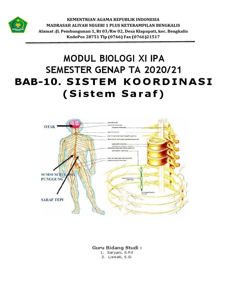 MODUL 10 Sistem Saraf | PDF