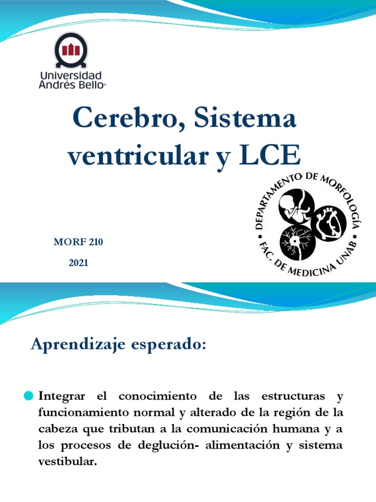 Cerebro, SVentricular, LCE - PPT (Lab) | PDF