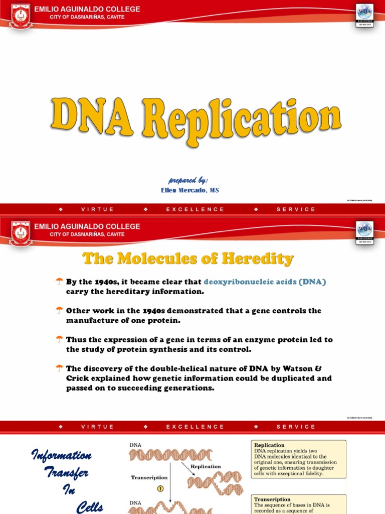 21 DNA Replication 2023 | PDF | Dna Replication | Dna