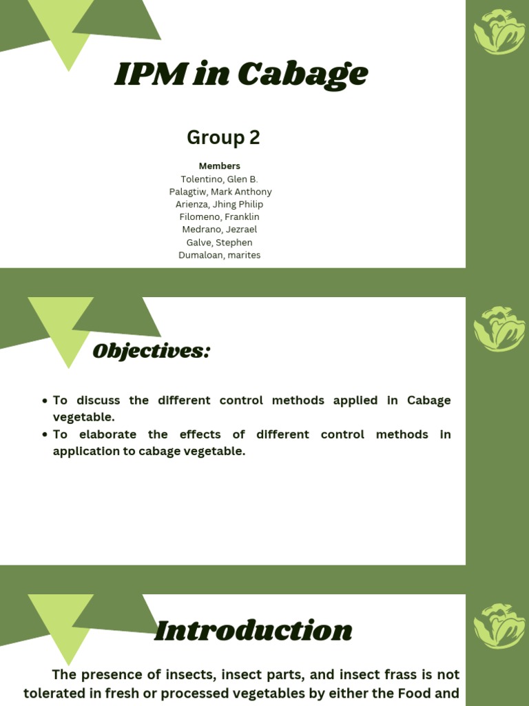 Group 2 IPM in Cabage | PDF | Biological Pest Control | Cabbage