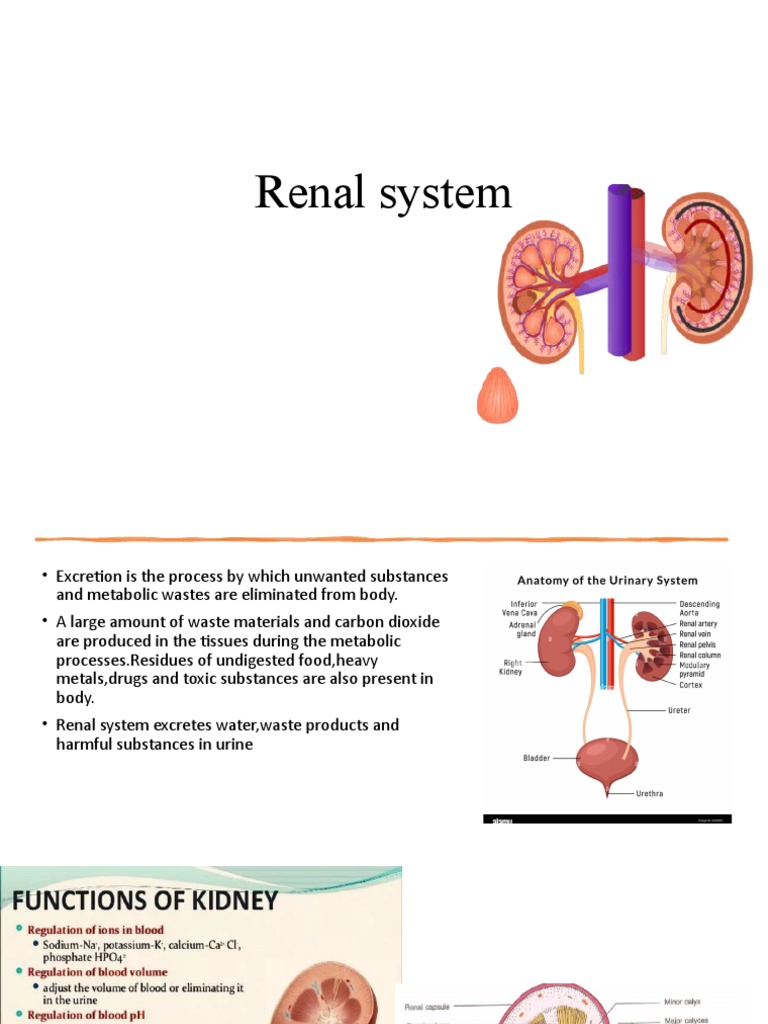Renal System | PDF