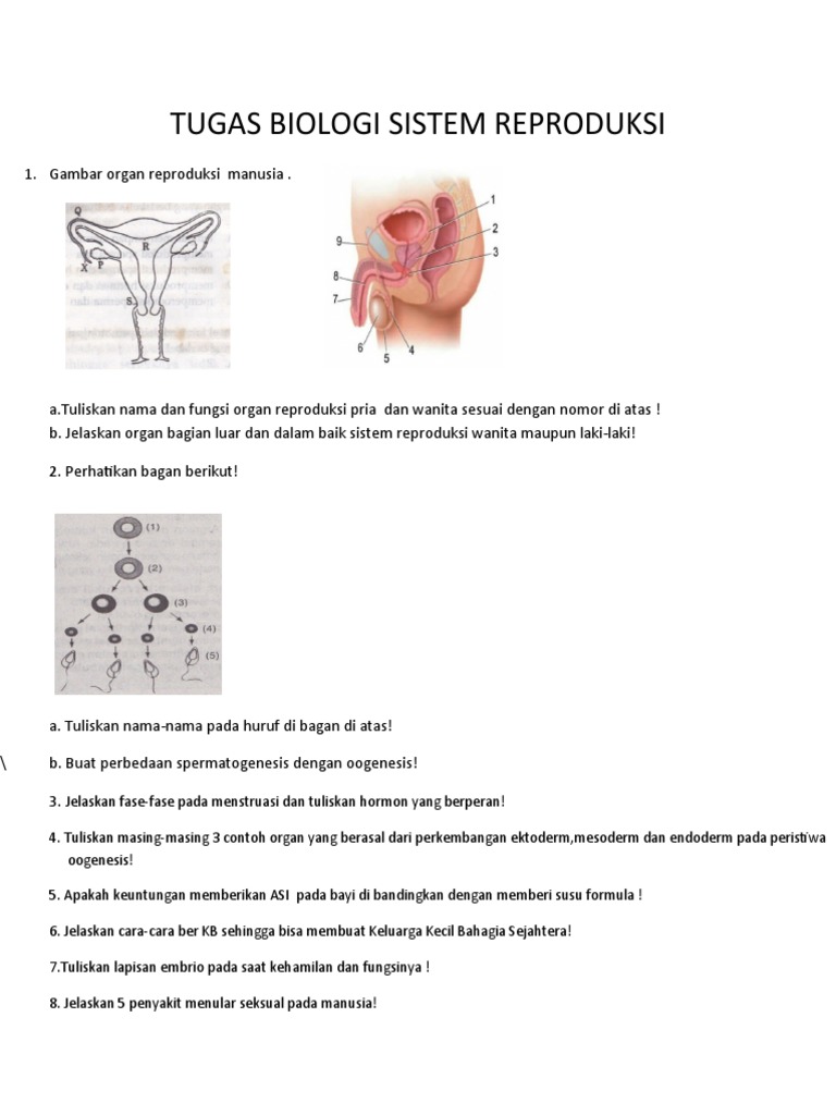 Tugas Biologi Sistem Reproduksi | PDF | Pengembangan Diri | Kesehatan Holistik