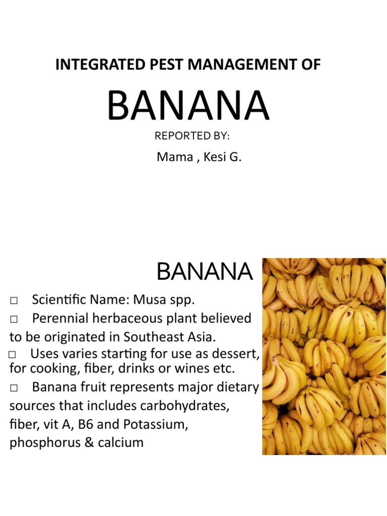 Ipm in Banana | PDF | Banana | Plants