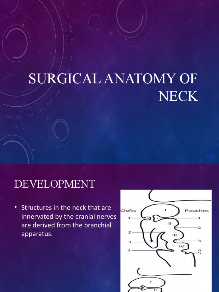 Surgical Anatomy of the Neck Overview | PDF | Common Carotid Artery | Neck