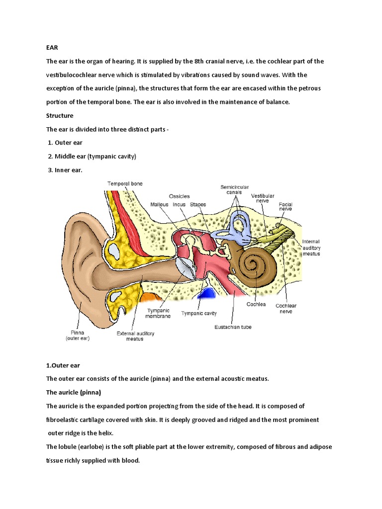 Ear | PDF | Ear | Hearing