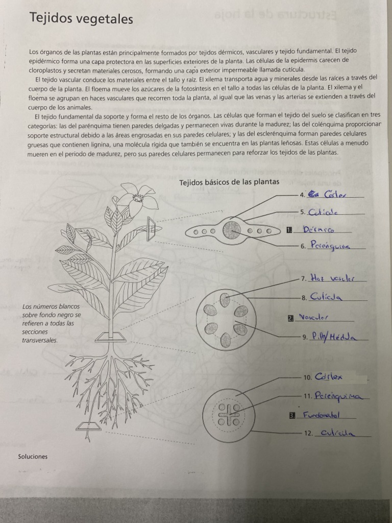 Biología Ficha Tejidos Vegetales | PDF
