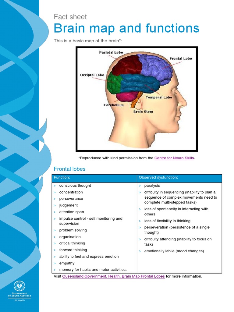 Fact Sheet - Brain Map and Functions | PDF | Temporal Lobe | Attention