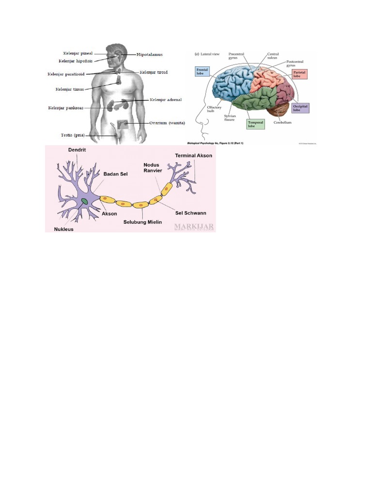 Bio Bab Penyakit Sistem Koordinasi | PDF