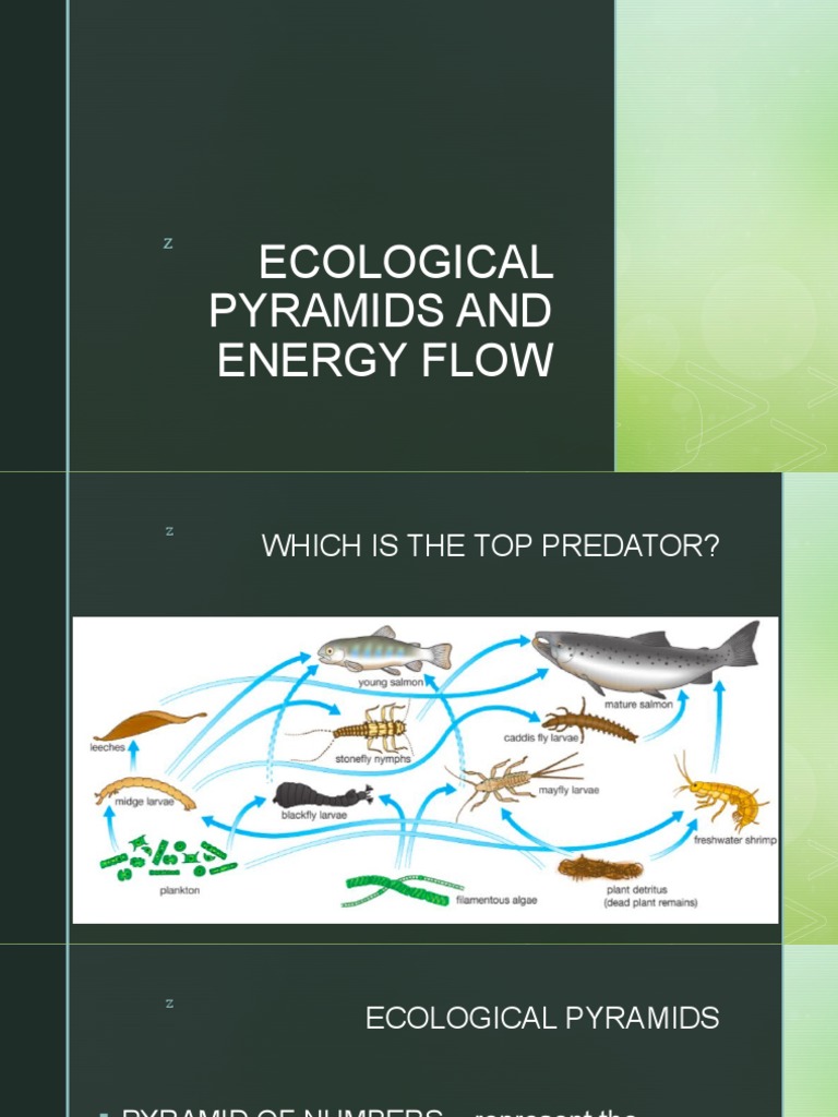 Ecological Pyramids and Energy Flow | PDF
