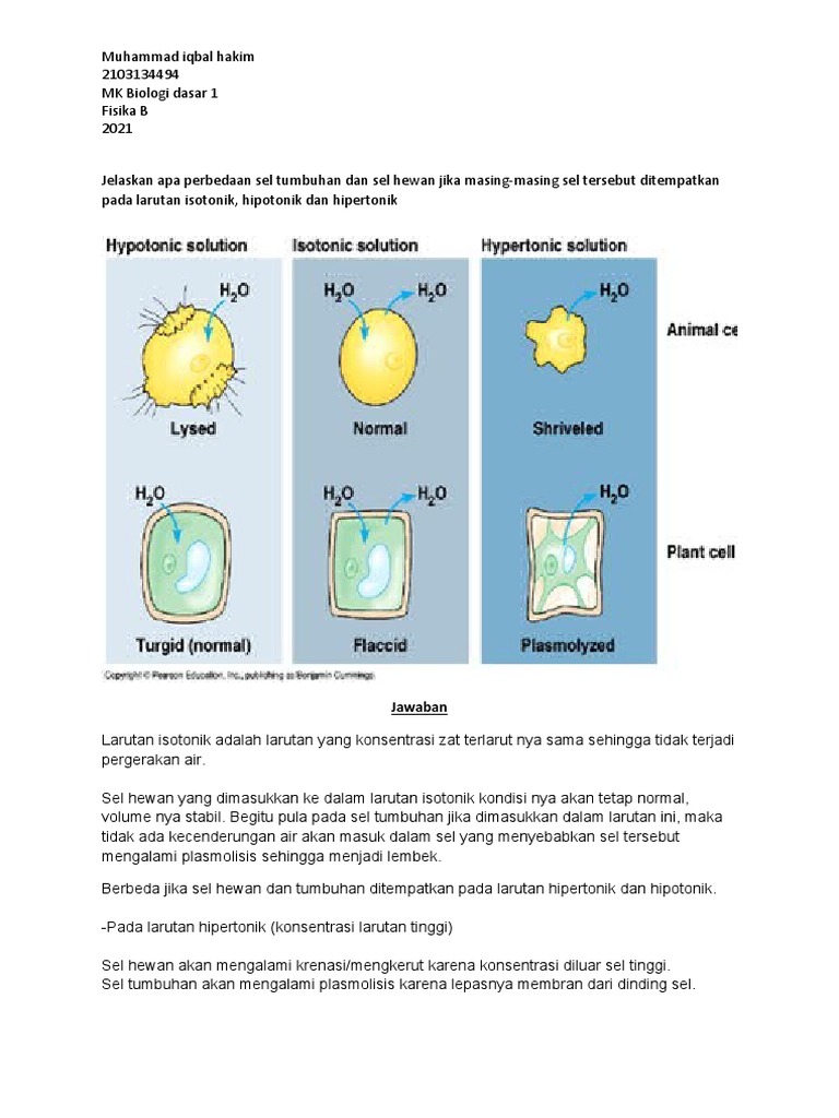 Perbedaan Sel Tumbuhan Dan Sel Hewan Jika Masing-Masing Sel Tersebut ...