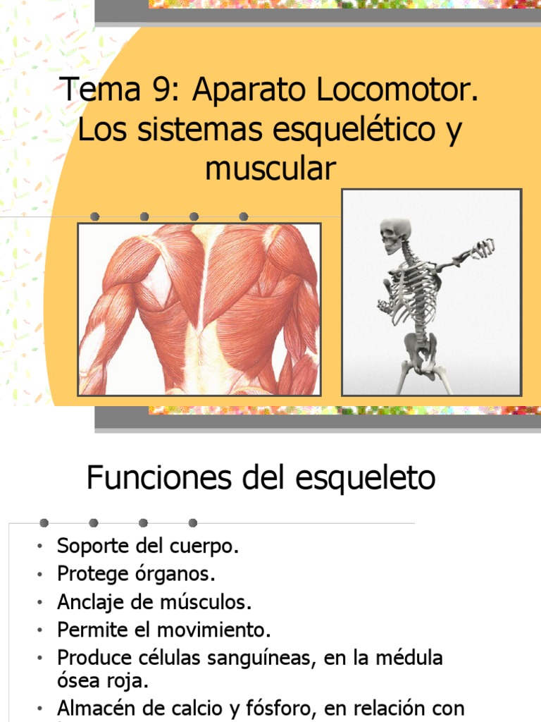 Aparato Locomotor | PDF | Vértebra | Articulación