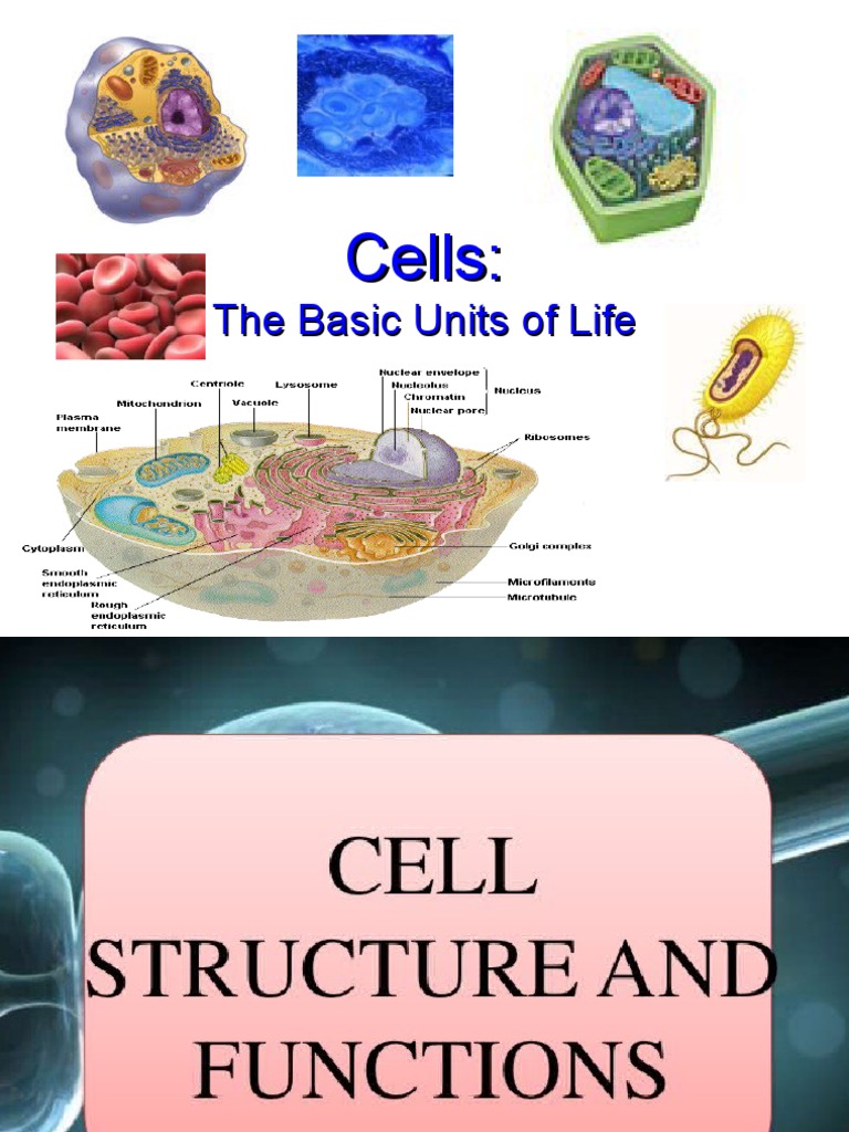 Components of Cell | PDF | Cell (Biology) | Endoplasmic Reticulum