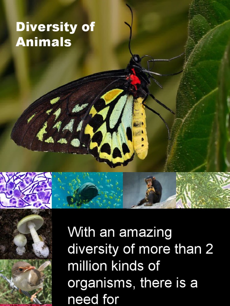Diversity of Animals | PDF | Invertebrate | Organisms