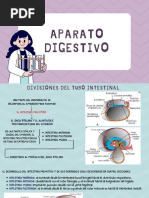 ESÒFAGO (Anatomía, Embriología, Histología y Fisiología) | PDF ...