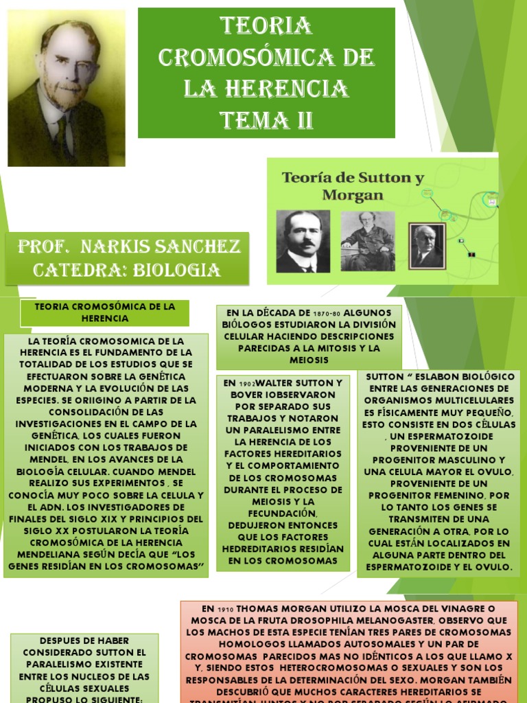 Teoría Cromosómica de la Herencia | PDF | Enlace Genético | Gene
