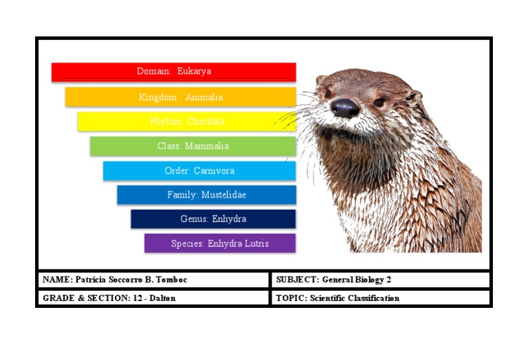 Scientific Classification Pdf 9215