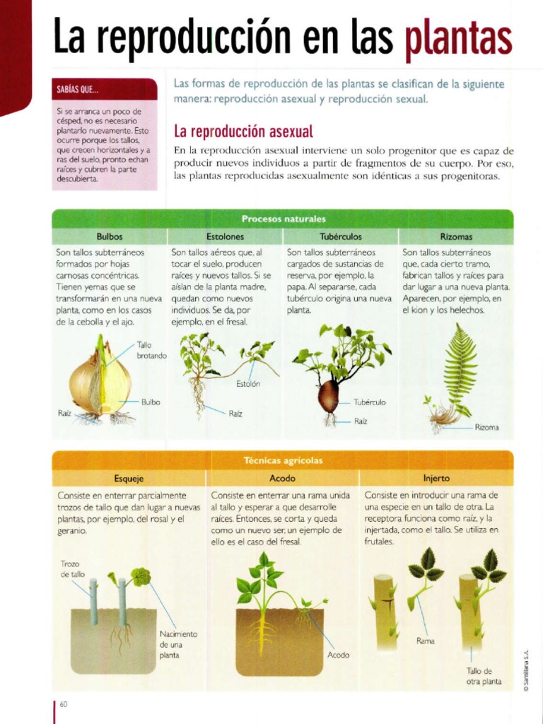 Reproduccion Asexual de Las Plantas | PDF