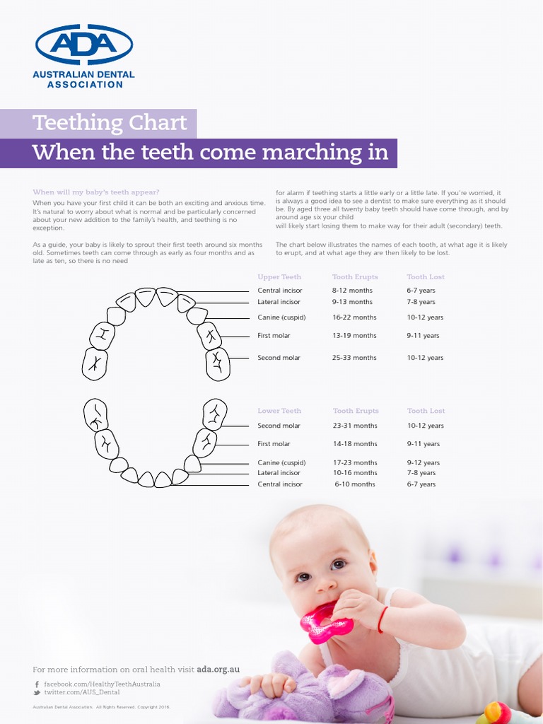 When The Teeth Come Marching In, Teething Chart | PDF | Tooth | Mouth