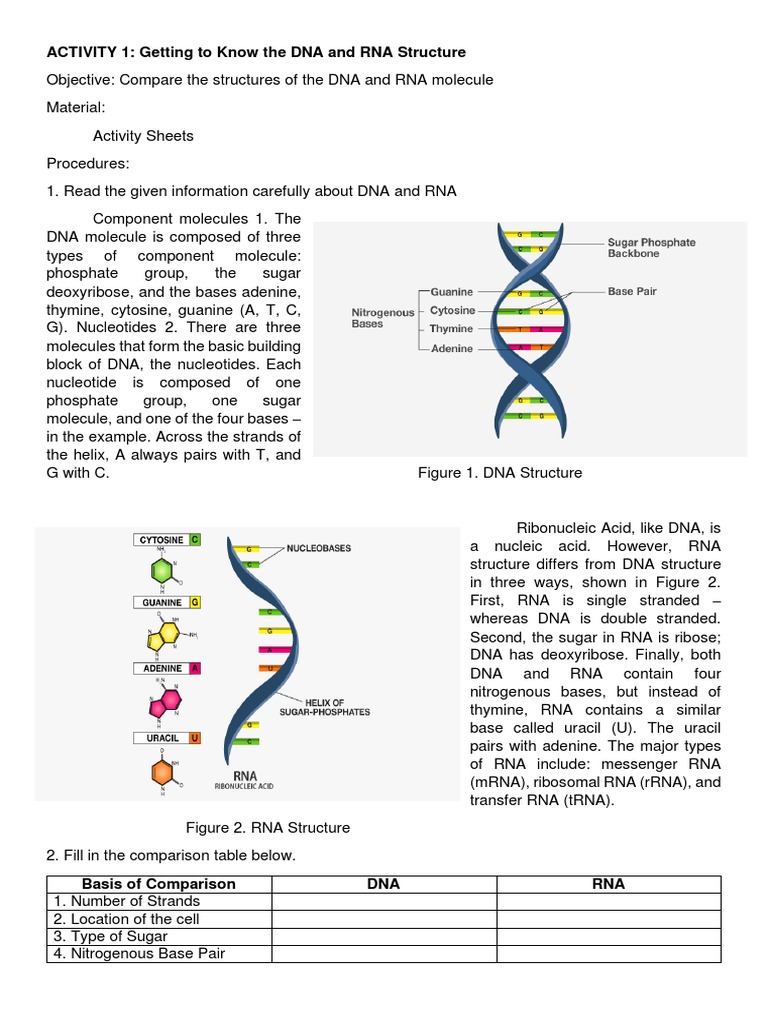 Activity 1 DNA RNA | PDF