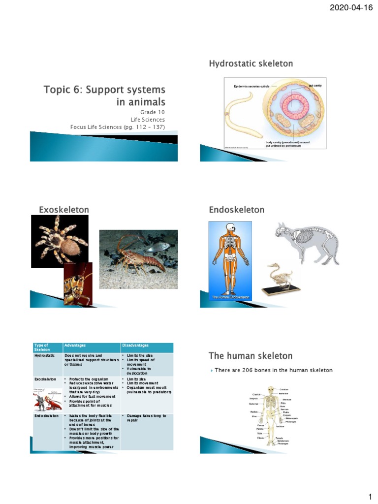 Topic 6 Support Systems in Animals | PDF | Skeleton | Musculoskeletal ...