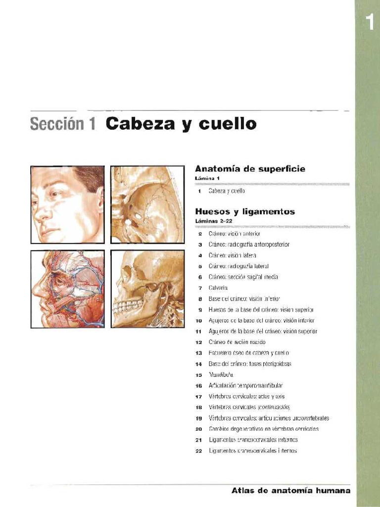 Sección 1 - Cabeza y Cuello | PDF | Anatomía humana | Anatomía