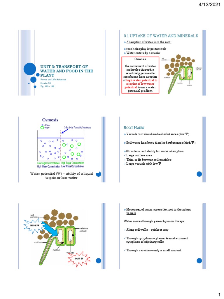Unit 3 Transport of Water and Food in The Plant | PDF