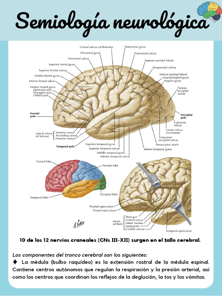 Semiología Neurológica Encefalo | PDF | Psicosis | Hipotálamo