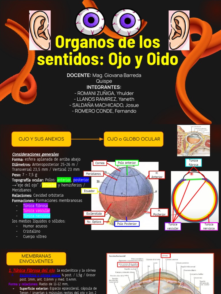 Organos de Los Sentidos - Ojo y Oido | PDF | Ojo humano | Oído