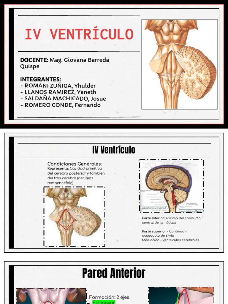 IV Ventrículo | PDF | Médula espinal | Sistema nervioso
