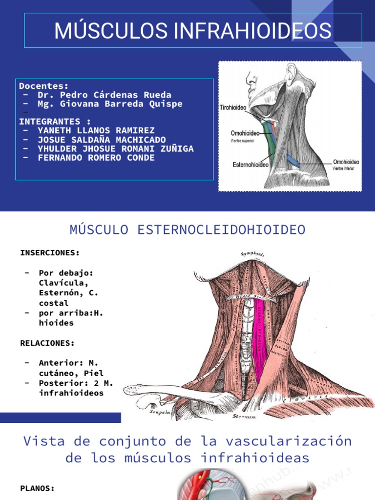 Musculos Infrahioideos | PDF | Laringe | Tiroides