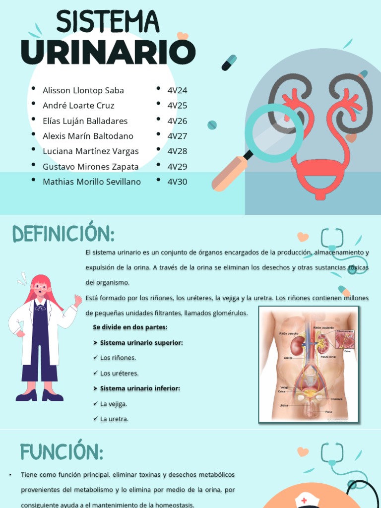 TEMA 6 - Sistema Urinario (Exposición) | PDF | Riñón | Sistema urinario