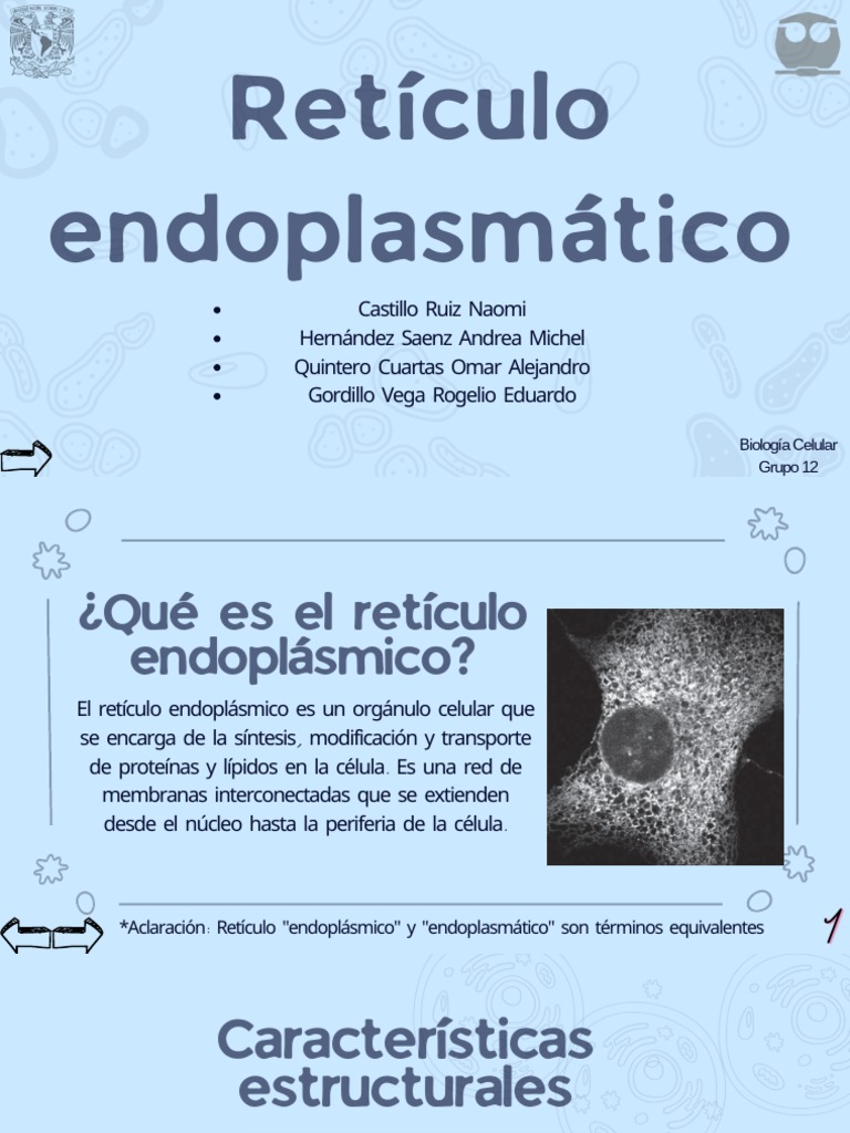Retículo Endoplásmico: Funciones y Estructura | PDF | Retículo ...