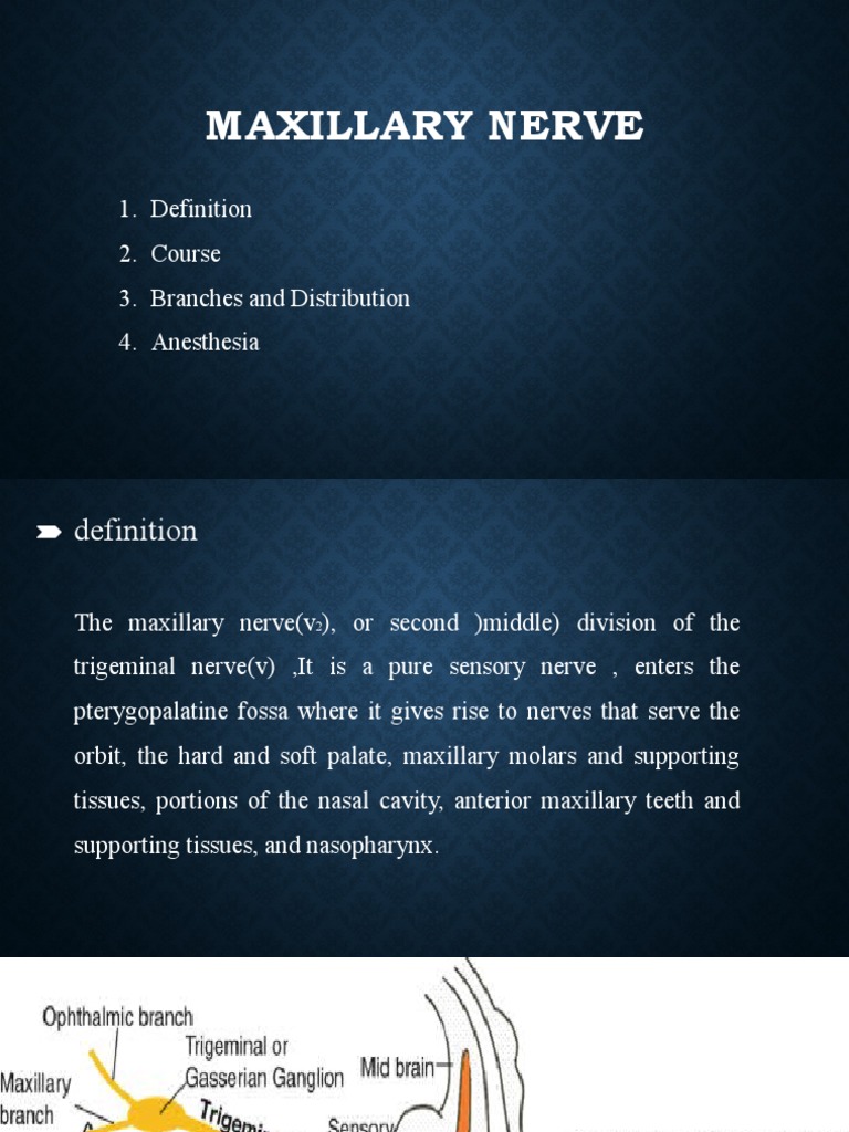 Maxillary Nerve 2 | PDF | Human Head And Neck | Human Anatomy