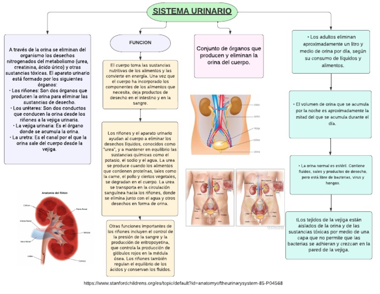 Anatomía y Función del Sistema Urinario | PDF | Orina | Sistema urinario