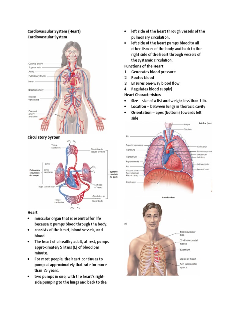PRINTED Cardiovascular System (Heart) Handouts | PDF | Heart Valve | Heart