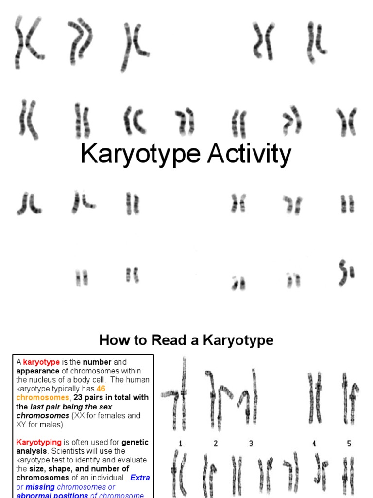 Karyotype Activity Slide Show | PDF | Social Science | Science ...