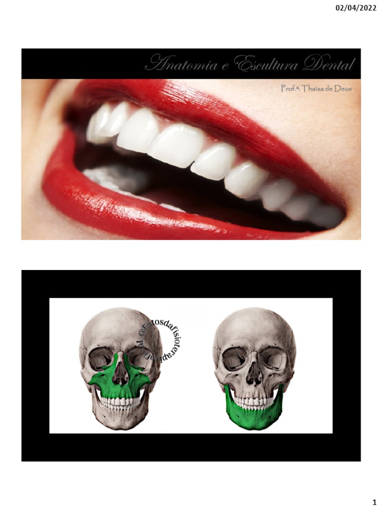 Anatomia e Escultura dos Dentes | PDF | Dente | Dentina