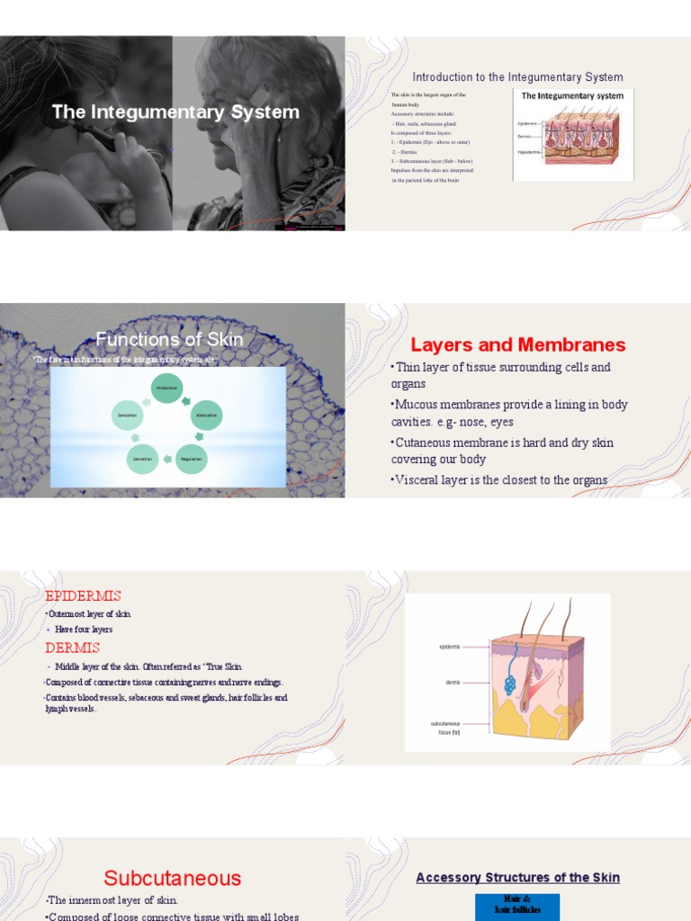 Presentation on Integumentary System | PDF | Skin | Integumentary System