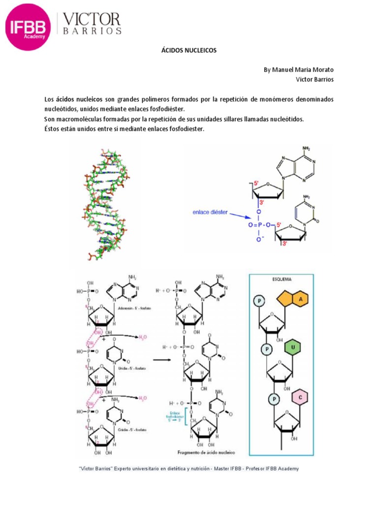 ÁCIDOS NUCLEICOS. by Manuel Maria Morato Victor Barrios | PDF | Rna | Adn