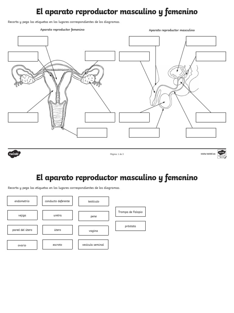 Ficha Sistema Reproductor Femenino y Masculino | PDF