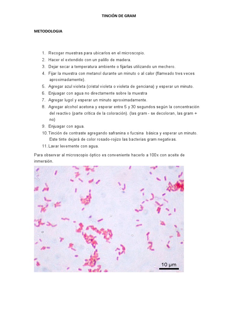 Tincion de Gram | PDF