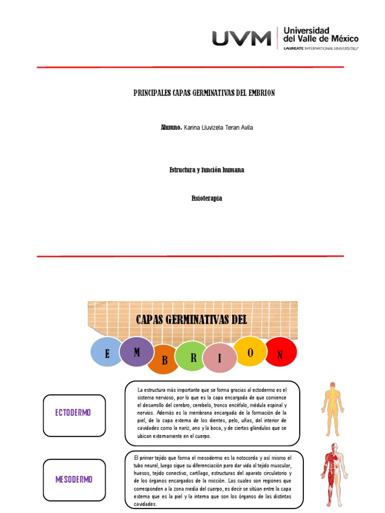 Capas Germinativas Del Embrion | PDF