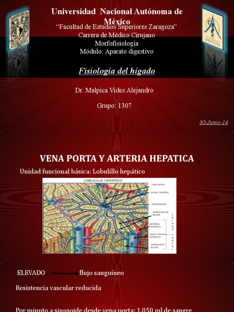 Vena Porta y Arteria Hepática | PDF