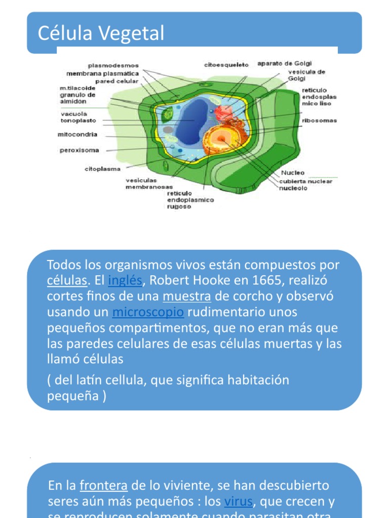 Diapositivas Celula Vegetal | PDF | Citoplasma | Biología Celular)