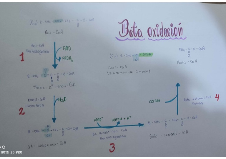 Mapa Mental de Beta Oxidación | PDF Mapa Mental de Beta Oxidación | PDF