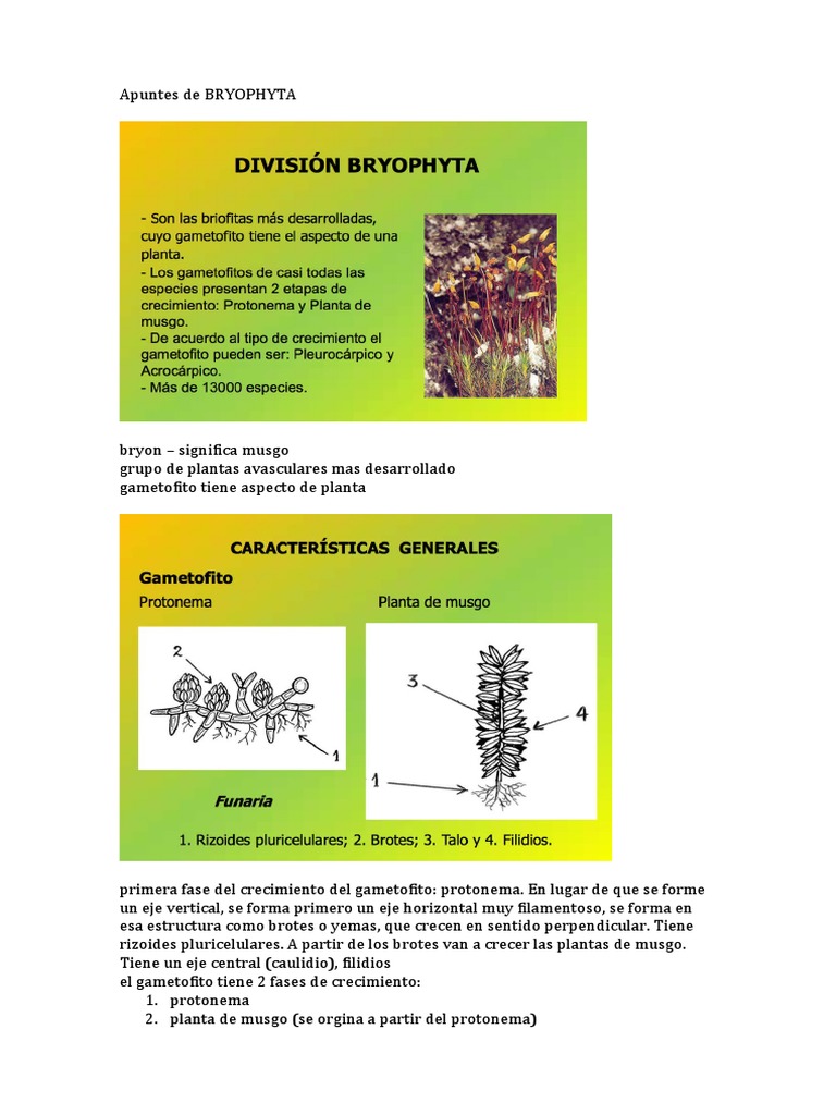 Ciclo y características de los musgos | PDF | Musgo | Plantas